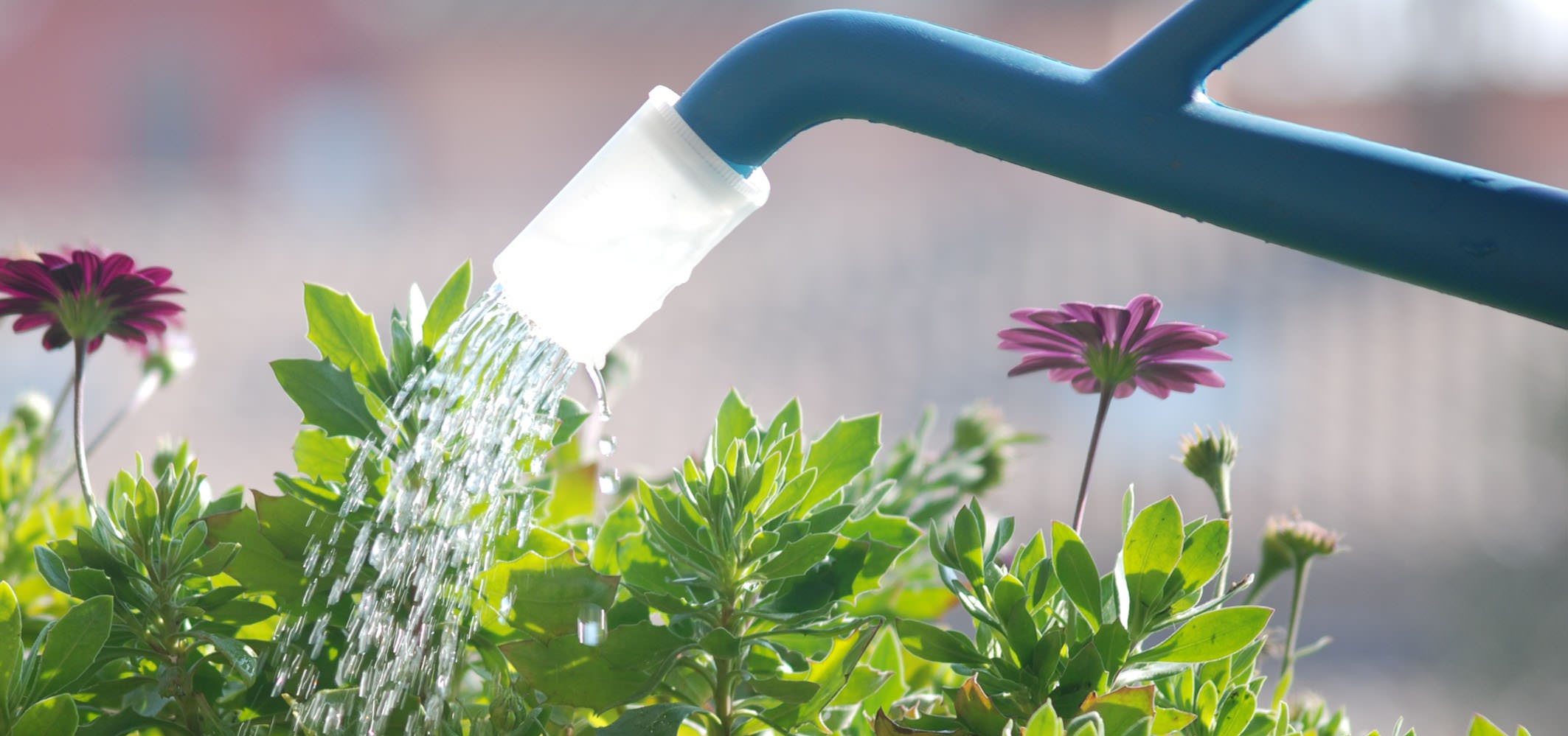 Come annaffiare al meglio le piante di casa - Green.it