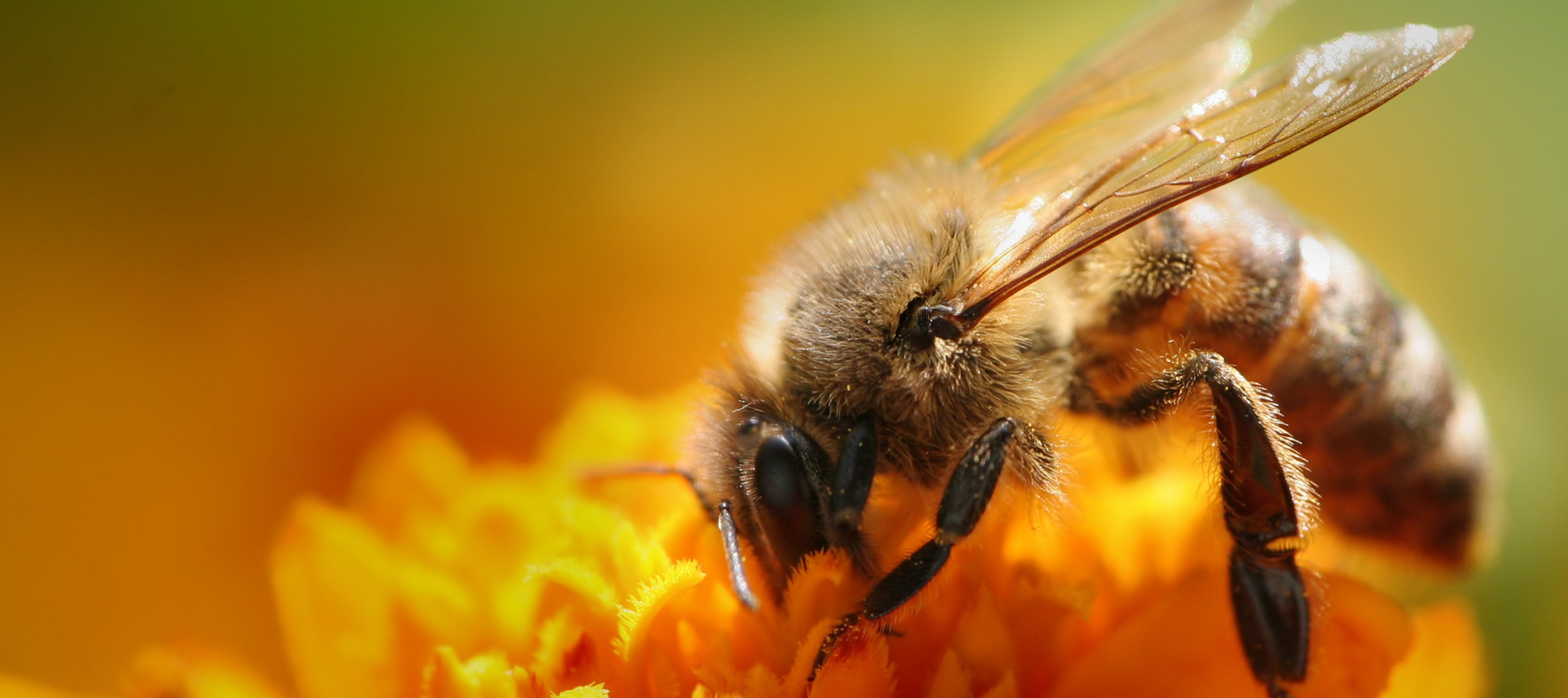 Il miele delle api senza pungiglione fa bene - Green.it