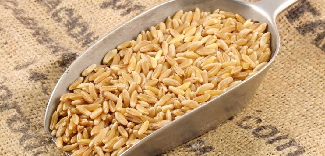 Kamut: solo un mito da sfatare? - Green.it