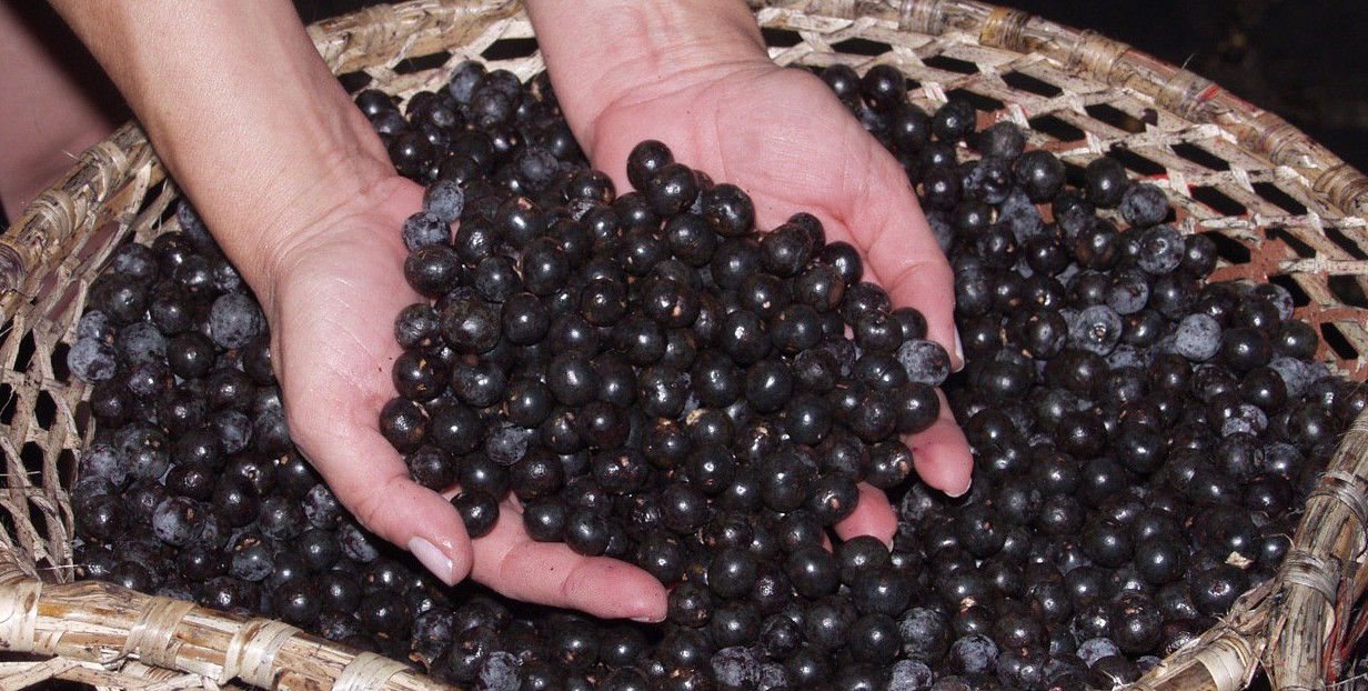 Le bacche di Acai: tutti i benefici del frutto che rallegra - Green.it