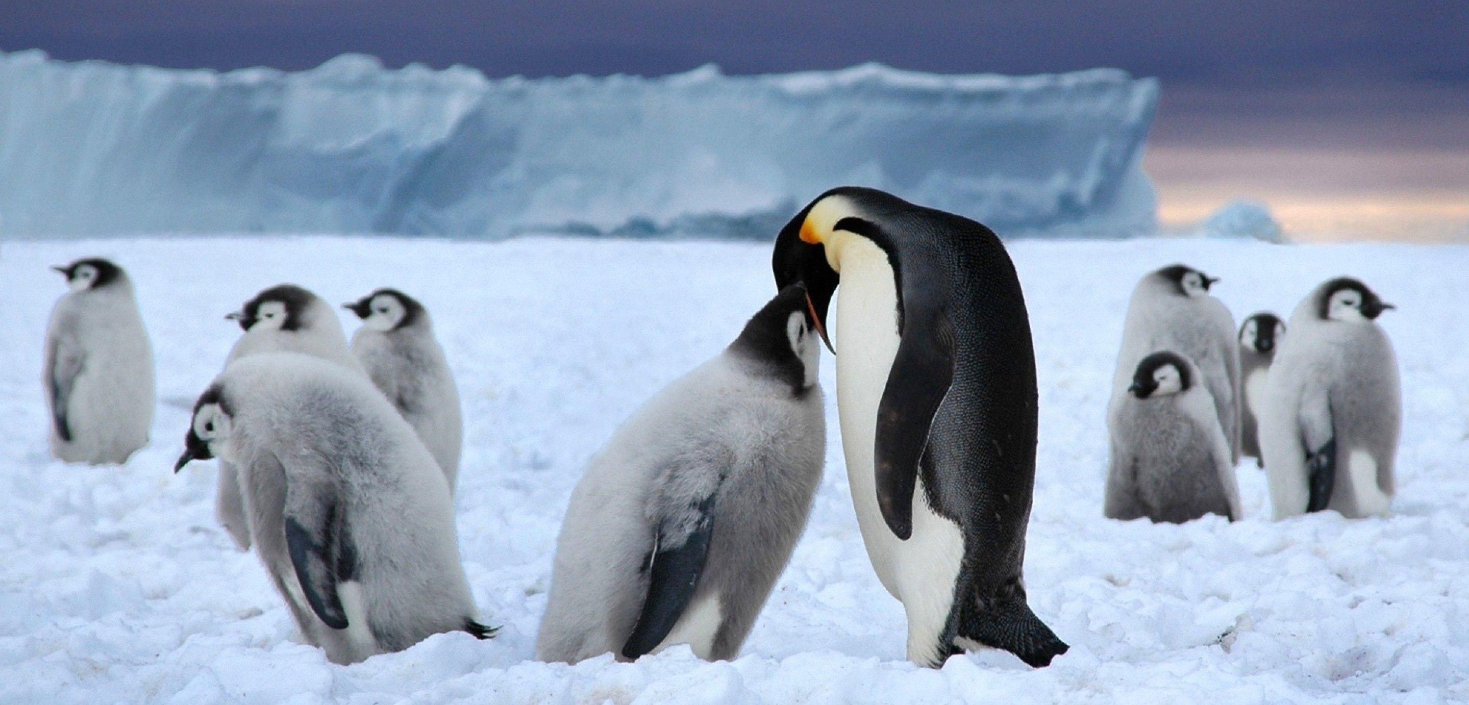 Bloccati da un iceberg: l'inferno di ghiaccio dei pinguini della ...