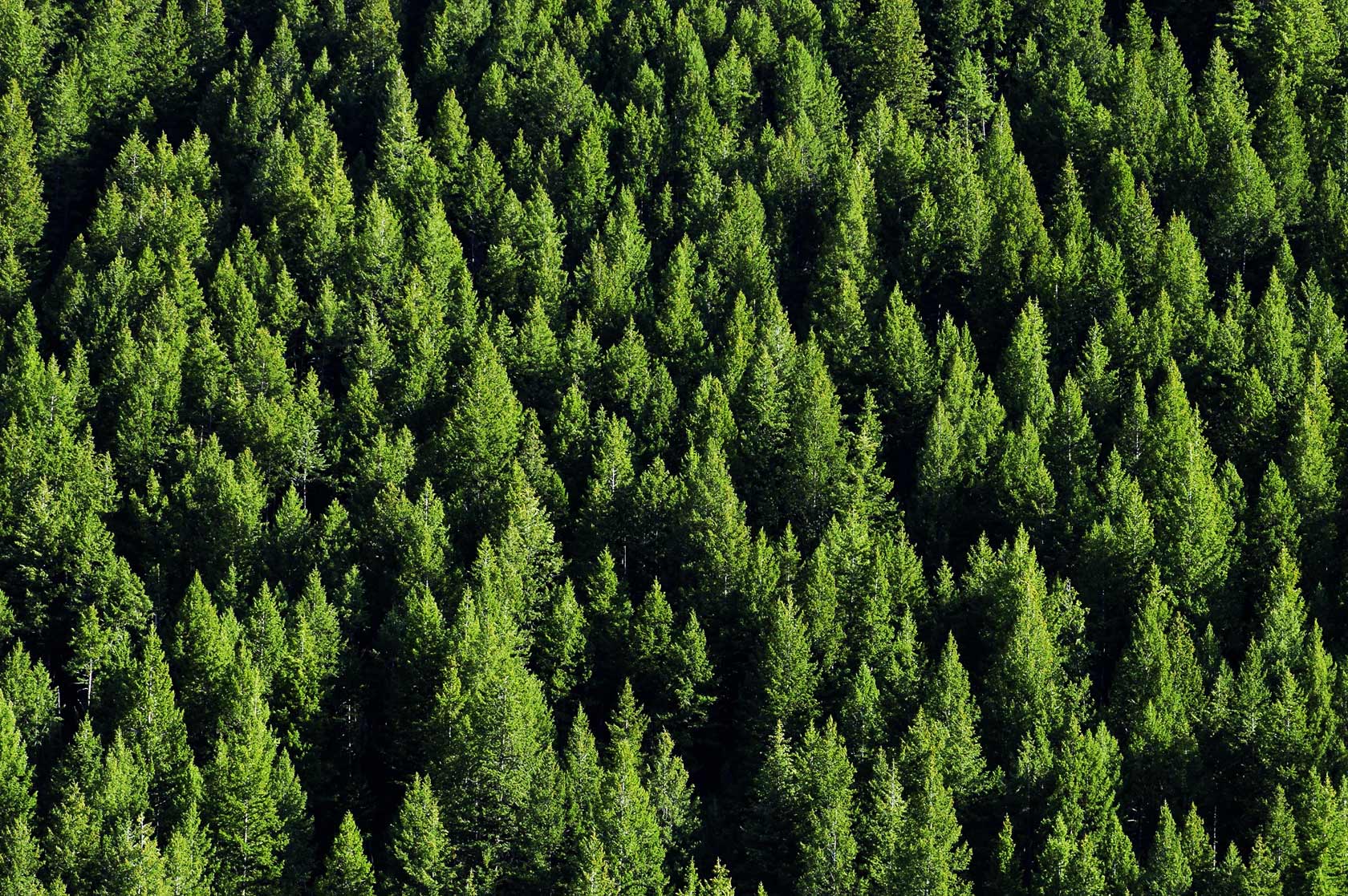 Una nuova Foresta del Nord: un piano ambizioso per rendere l ...