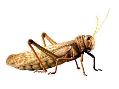 Cos'è la cavalletta gigante - Green.it