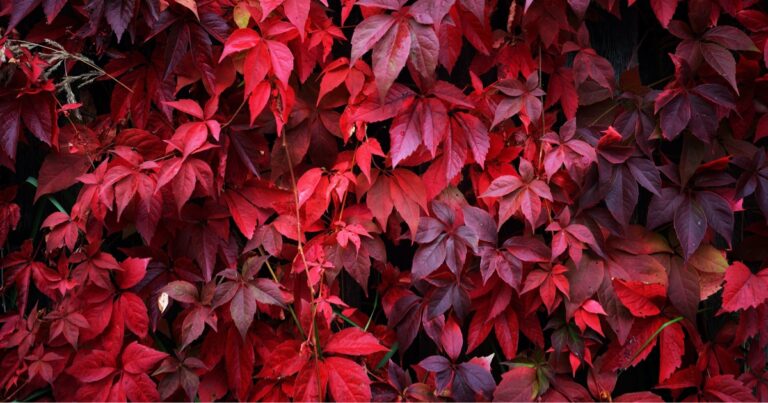 Vite rossa: proprietà, uso, controindicazioni - Green.it