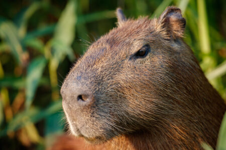 Capibara: tutto sul più grande roditore del mondo