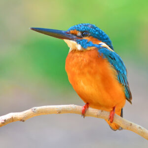 Martin Pescatore: perchè è una specie protetta - Green.it