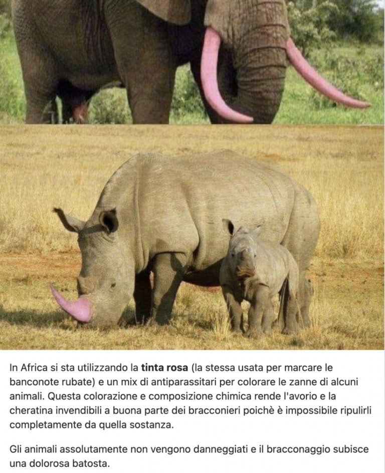 Elefanti e rinoceronti con zanne e corna rosa: ecco la verità - Green.it