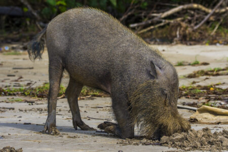 Dove vive il cinghiale barbato - Green.it