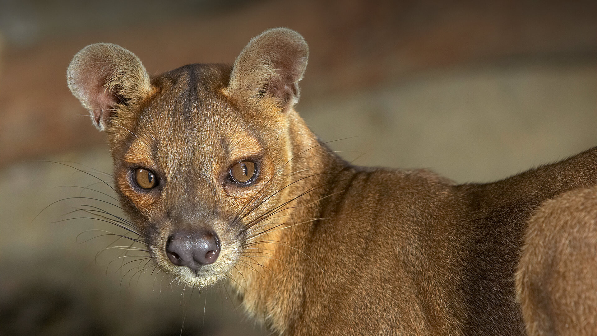Fossa: com'è questo mammifero del Madagascar - Green.it