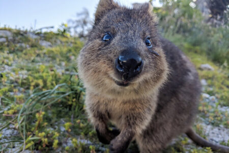 Perchè il quokka sorride sempre? - Green.it