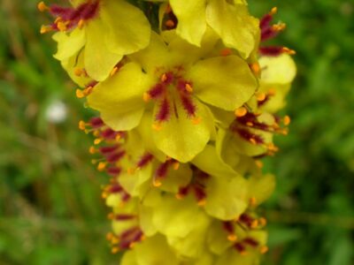 Verbasco: usi e proprietà - Green.it